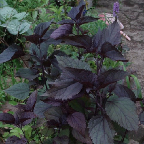 Посконник морщинистый Шоколад(Eupatorium rugosum Chocolate) - Питомник ...