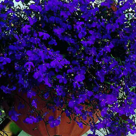 Лобелия Regatta Midnight(Lobelia erinus) - Питомник растений "ВРЕМЕНА ГОДА"
