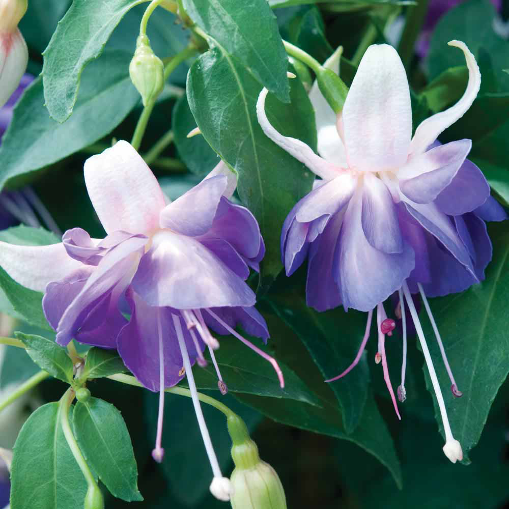 Фуксия Upright Giant Blue Angel(Fuchsia hybrida) - Питомник растений ...