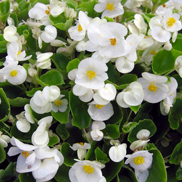 Бегония вечноцветущаяAmbassador White(Begonia sempflorens) - Питомник ...