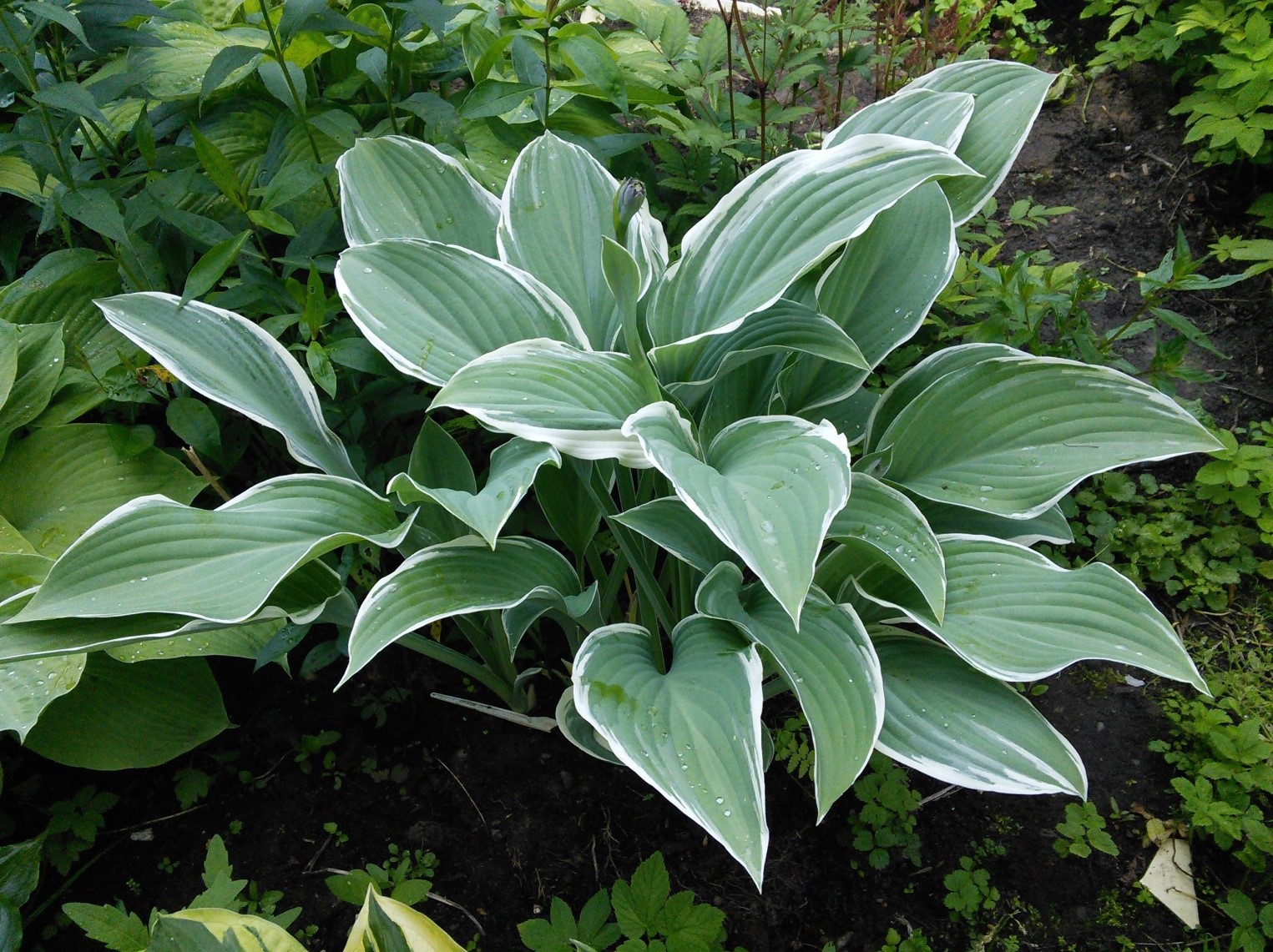 Хоста «Регал Сплендор» (Regal Splendour) - Питомник растений "ВРЕМЕНА ГОДА"